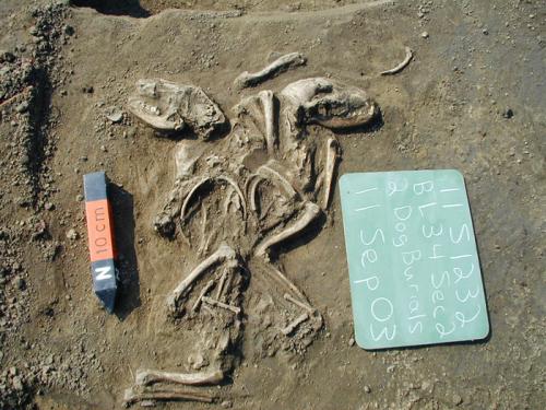 dog-burial-fossils | RevoScience News