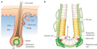 HAIR CELL | RevoScience News