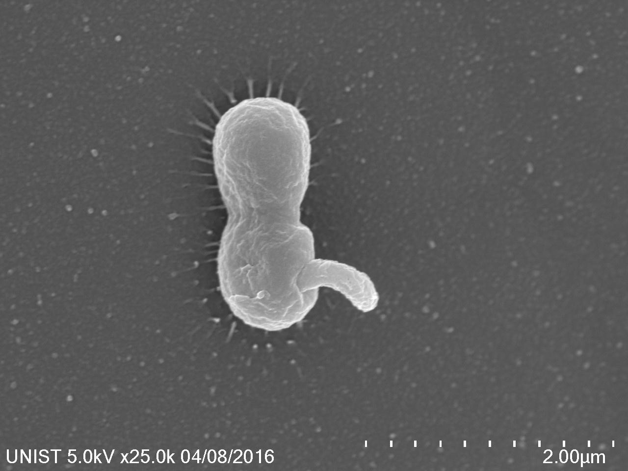 Predatory bacteria: The new 'living' antibiotic