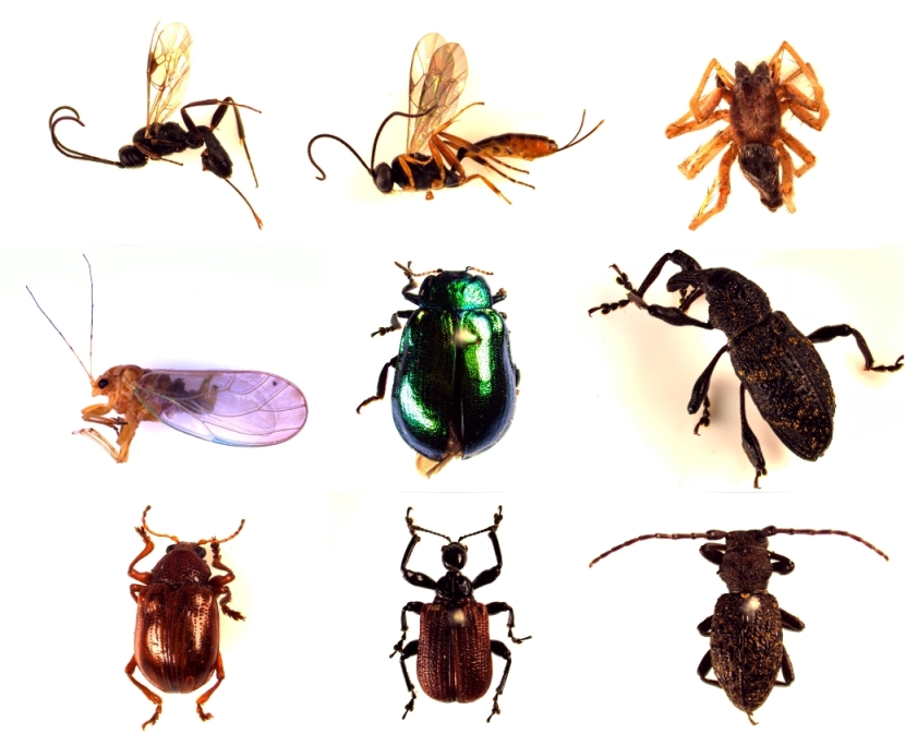 Predicting an insect community structure based on genomic variation in ...