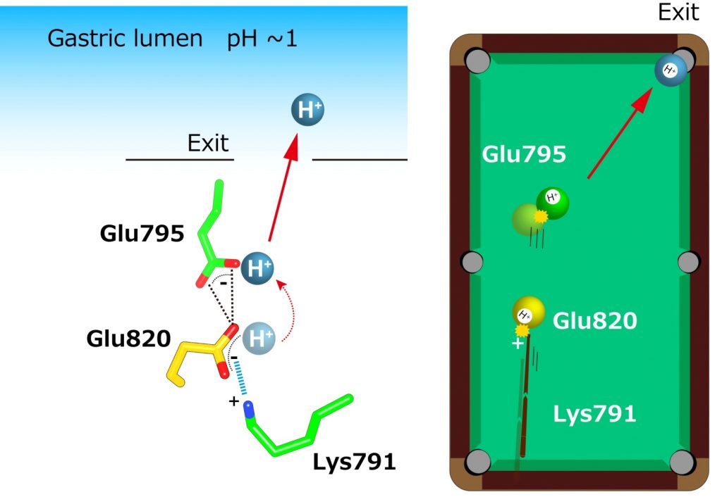 Global first determination of crystal structure of gastric proton pump