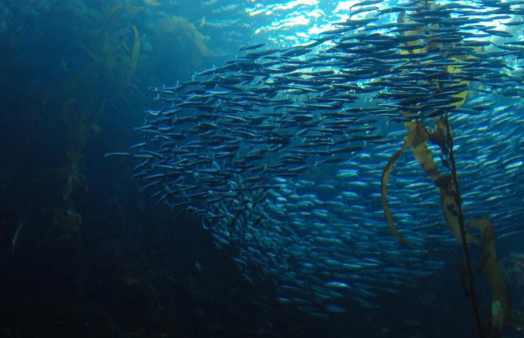 Marine community composition shifts in predictable ways in warming oceans