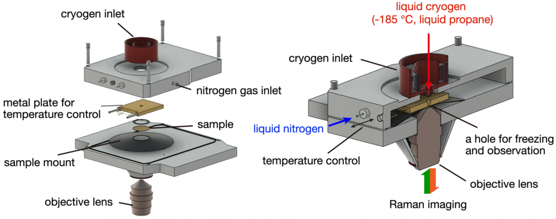 Enhanced Raman microscopy of cryofixed specimens: clearer and sharper ...